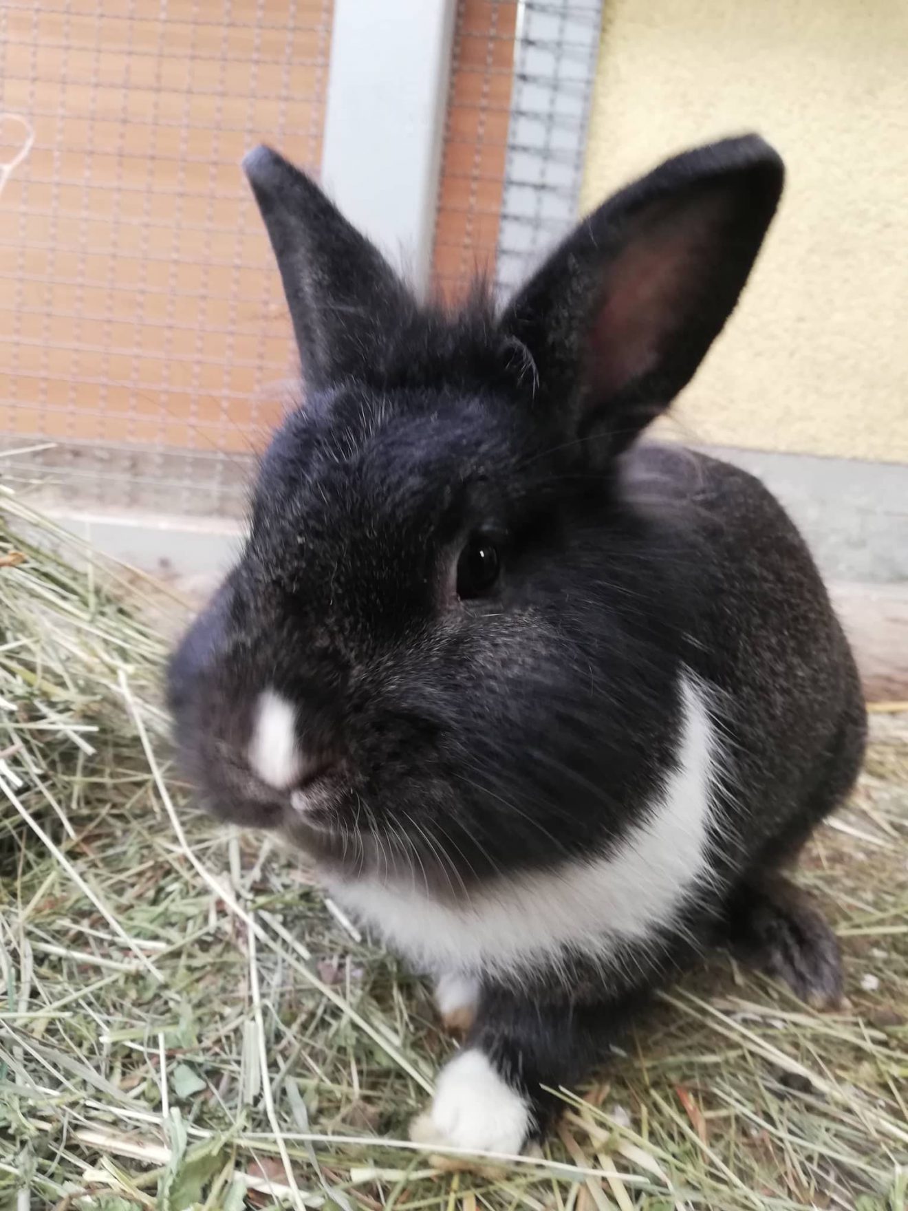 Nora – vermittelt – Wally-Bangert-Tierheim Lohr am Main