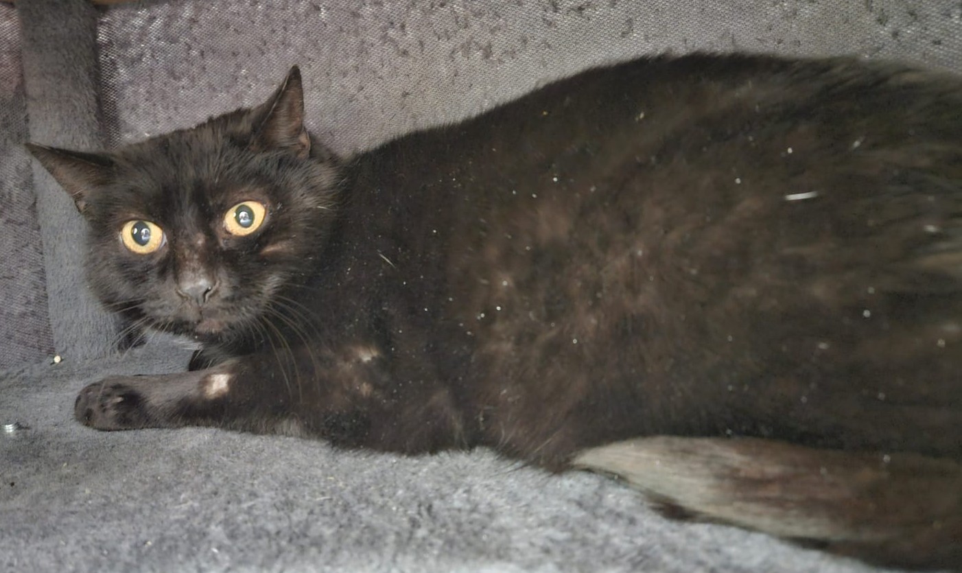 Cleo – Wally-Bangert-Tierheim Lohr am Main