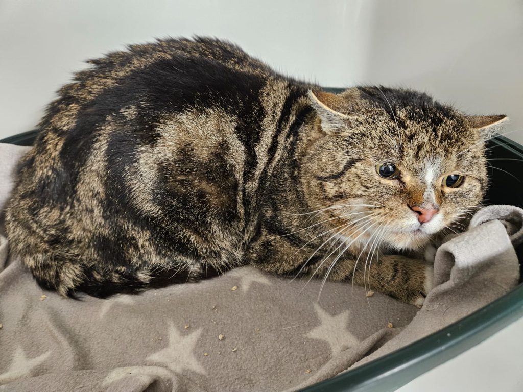 Miska – Wally-Bangert-Tierheim Lohr am Main