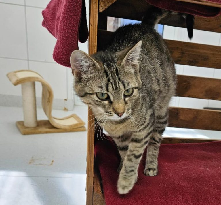 Freya – Wally-Bangert-Tierheim Lohr am Main